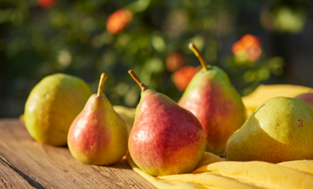 Can Dogs Have Pears? Benefits & Safe Feeding Guide | ZIWI US