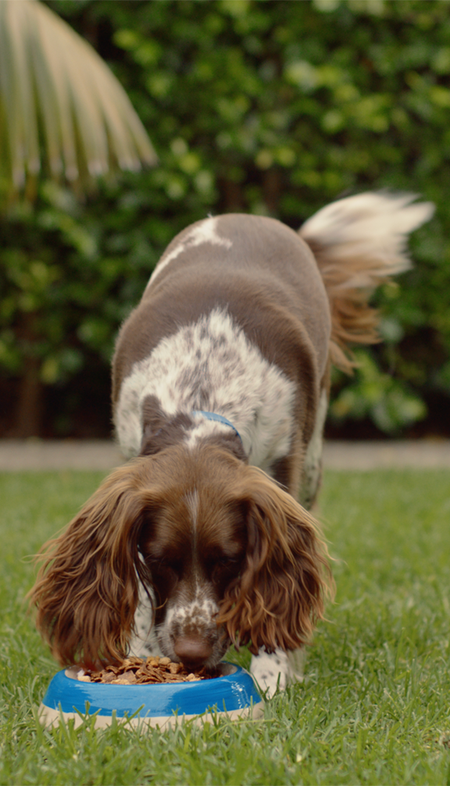 Lamb Tripe For Dogs | ZIWI US