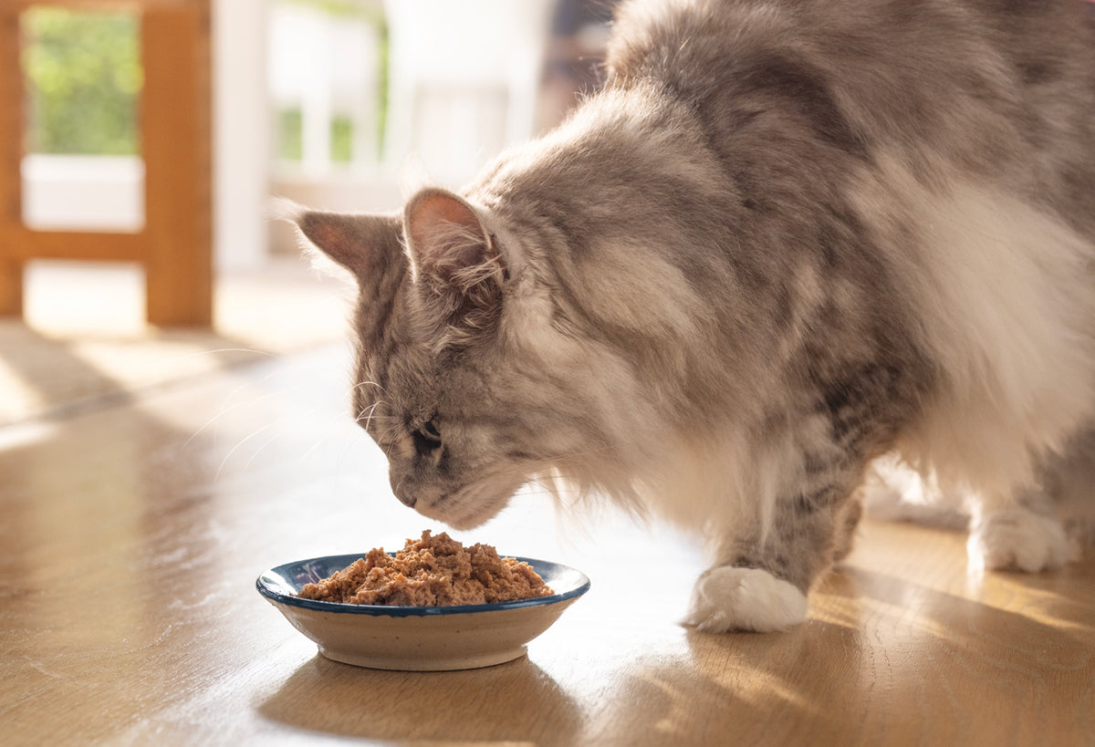 Transition your pet | ZIWI US