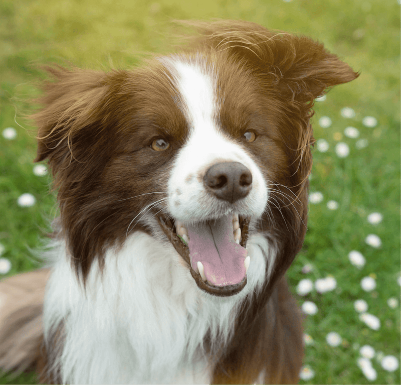 Shank Bones For Dogs | Venison | ZIWI US